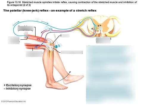 Figure 21 3 The Patellar Knee Jerk Reflex A Specific Example Of A