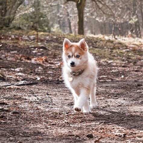 What Is An F2 Pomsky