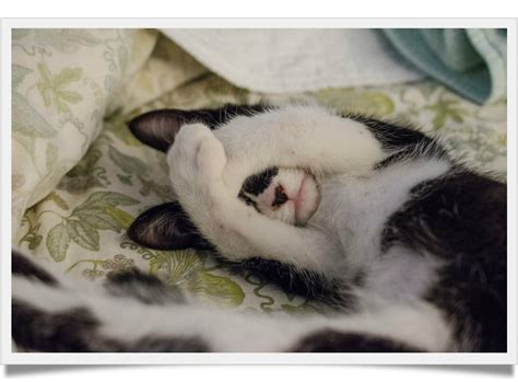 5 Reasons To Explain Why Does My Cat Sleep With Me Known Pets