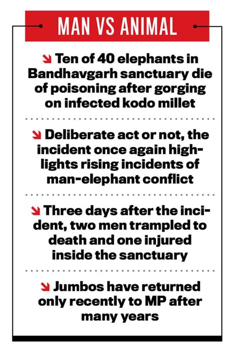 Elephant Deaths A Tragedy Of Jumbo Proportions