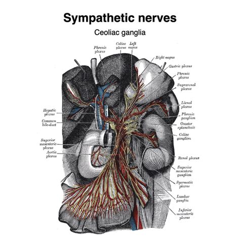 Celiac Plexus Radiology Reference Article