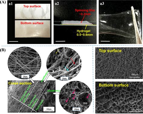 The Macro And Micro Appearances Of The Triple Layered Composites A Download Scientific