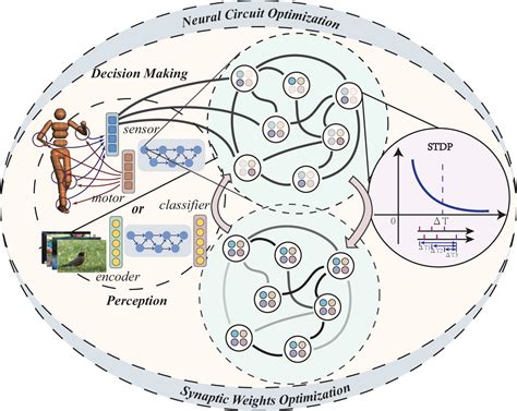 Types Of Neural Circuits
