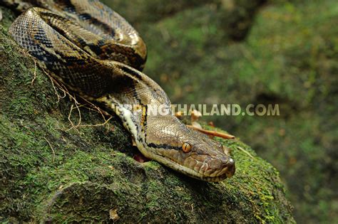 Malayopython Reticulatus Reticulated Python