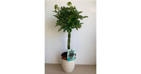 Sugárarália Schefflera Nora