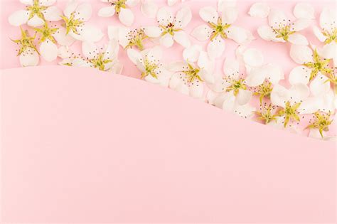 부드러운 꽃 핑크 추상 배경과 봄 부드러운 흰색 사과 나무 꽃 광고 디자인 인사말 카드 복사 공간을위한 파스텔 핑크에 텍스트