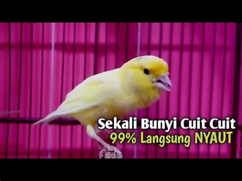 Kenari Gacor Cuit Cuit NgeroL Ngelagu Pancingan Kenari MALAS Masteran Kenari Paud Belajar
