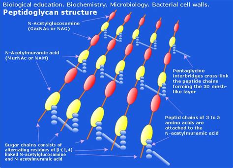 Microbiological Diagram Sample Bacterial Transformati