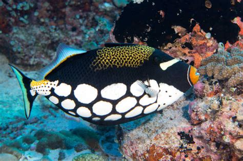 花斑拟鳞鲀图片 海底花斑拟鳞鲀素材 高清图片 摄影照片 寻图免费打包下载