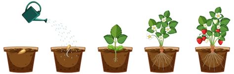 Diagrama Del Ciclo De Vida De La Planta De Fresa Nematodos