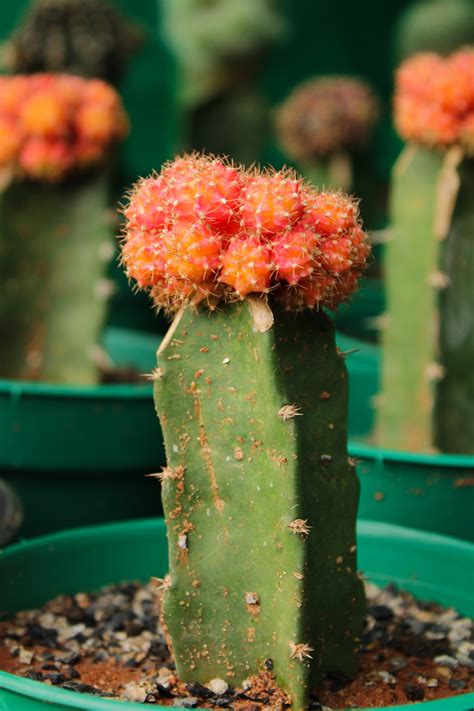 How To Grow Colourful Moon Cactus SA Garden And Home