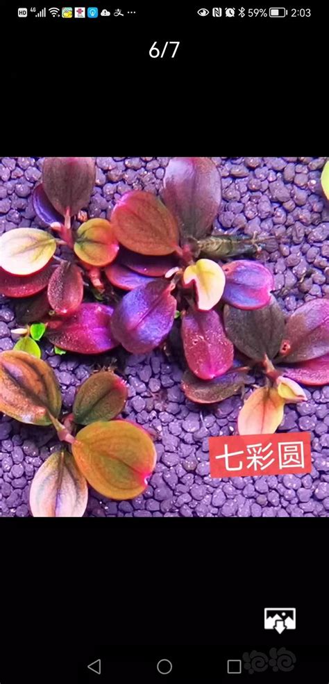 水草2022 11 13 RMB拍卖 七彩圆小丛 泡泡水族