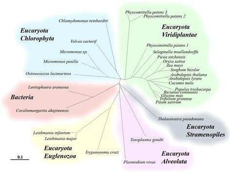 Figure 1 From Update On Nucleotide Sugar Synthesis Udp Sugar Pyrophosphorylase A New Old