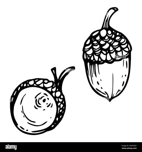 Hand Drawn Ink Vector Oak Tree Acorn Sketch Illustration Art For