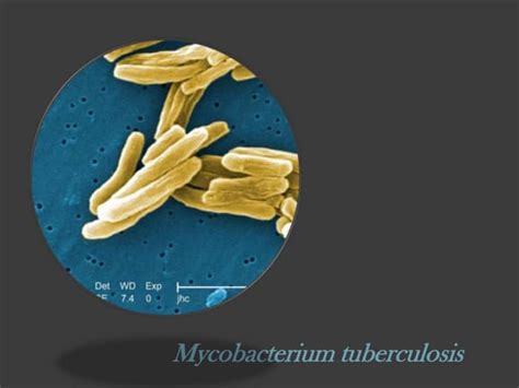 Mycobacterium Tuberculosismicrobiology Pptx