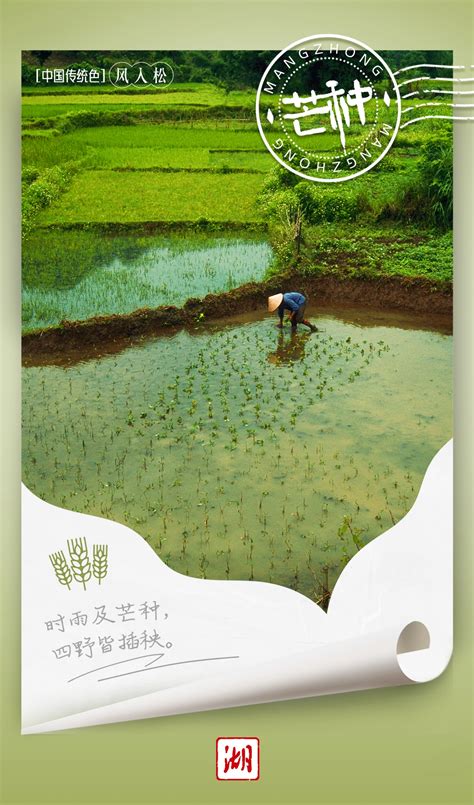 二十四节气里的中国传统色之美丨芒为所获种有可得 荆楚网 湖北日报网