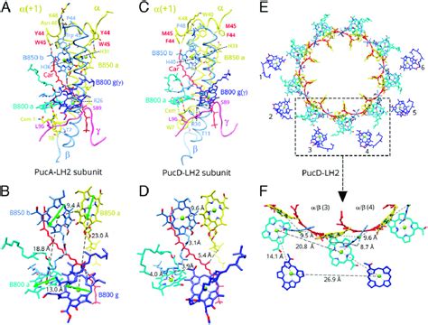 Protein Proteinprotein Pigment Interactions And Pigment Organization