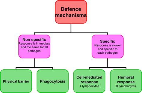 As Biology King Alfreds Academy Defence Systems Miss Timms Tuesday