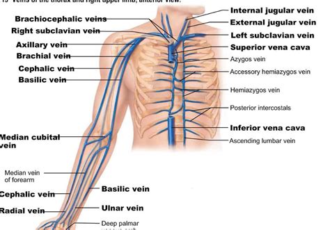 Arm Veins Means At Tamara Wilson Blog