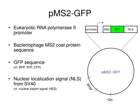 Ppt Ms2 Vector System Tracing Mrna Molecules In Living Cells