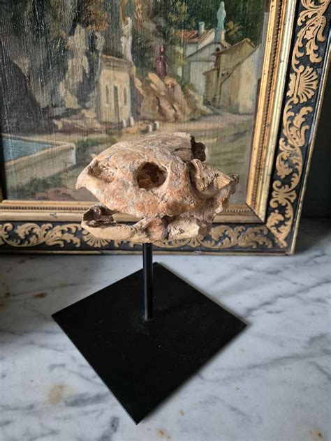 Proantic Fossil Turtle Skull Terminal Cretaceous Maastrichtian