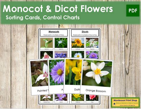 Monocot Flower Diagram Ph