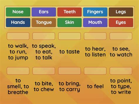 Parts Of Body And Their Function Match Up