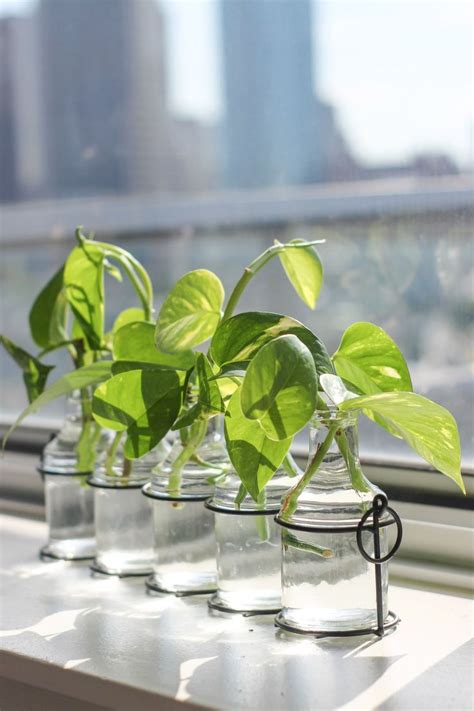 Simple Step How To Propagate Pothos In Water In Your Home For Beginners