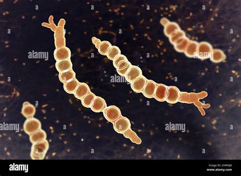 Illustration Of The Trichophyton Verrucosum Cattle Ringworm Fungi