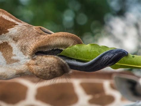 10 Weird Facts About Giraffe Tongues Fact Animal