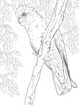 Rose Breasted Cockatoo Or Galah Bird Coloring Pages Free Printable