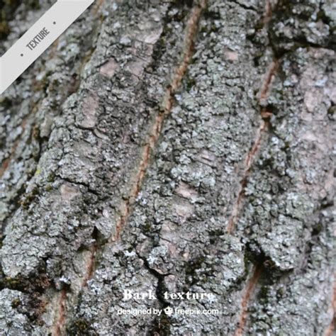 Tree Bark Vector At Getdrawings Free Download