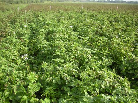 Potato Sample 11 Phytest Hispania