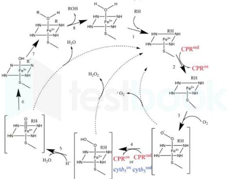 Solved In The Catalytic Cycle Of Cytochrome P450 The Generation Of
