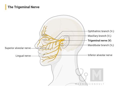 Facial Nerve Branches Mnemonic