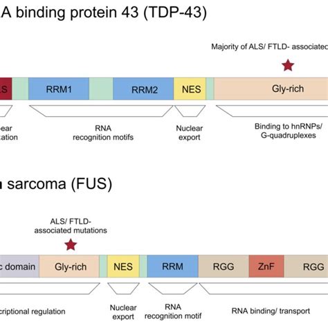 Representation Of The Protein Domain Structure Of Tdp 43 And Fus The