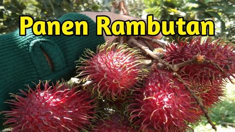 PANEN BUAH RAMBUTAN DI KEBUN PUNYA KAKAK IPAR YouTube