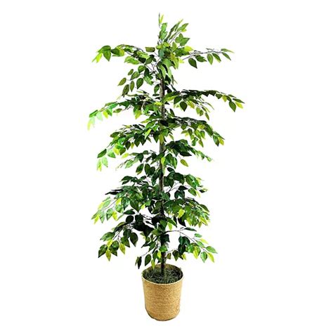 Designs By Lauren Clipped Ficus Tree