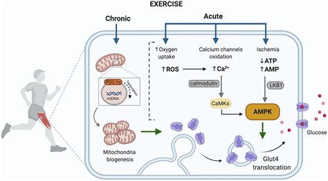 Effects Of Exercise On Cellular And Tissue Aging Figure F Aging