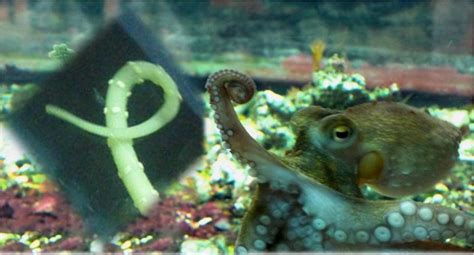 Photos Of The Day Octopus Inspired Robot Grasps And Climbs