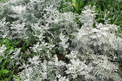플가 백묘국 Jacobaea Maritima