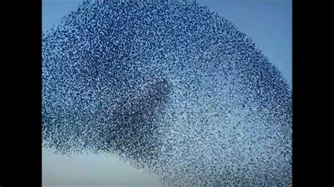 Amazing Bird Formations In The Sky Youtube