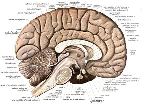 Brain Anatomy Wallpapers Wallpaper Cave