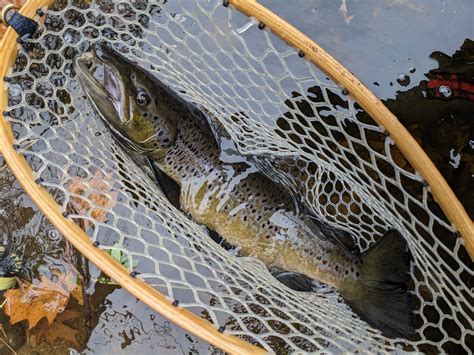 Fly Fishing In Maine Added A New Photo Fly Fishing In Maine