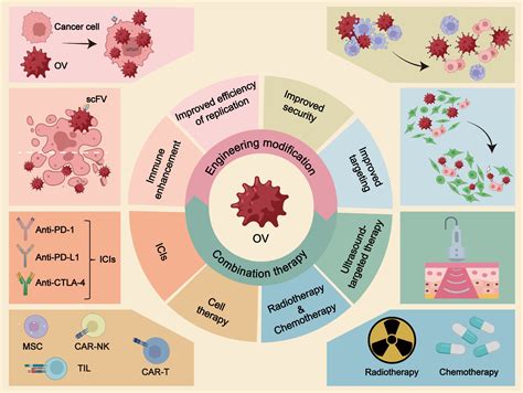 Frontiers The Investigation Of Oncolytic Viruses In The Field Of