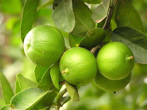 Kiat Kiat Sukses Menanam Jeruk Nipis