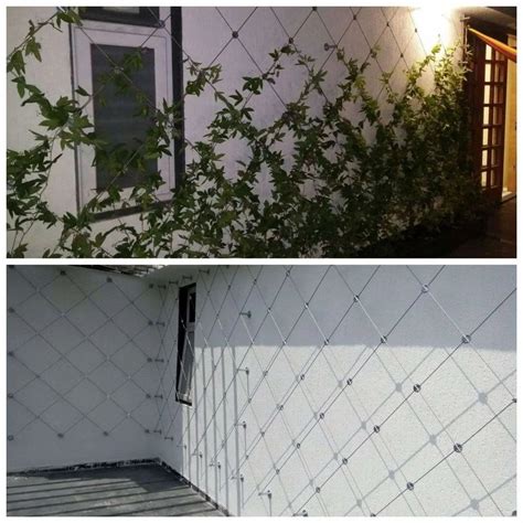 Commercial Onsite Wire Rope Trellis System And Intstallation For