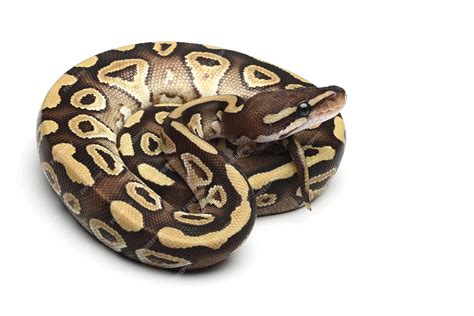 Premium Photo Ball Pyhton Coiled On White Background