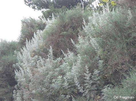 Artemisia Arborescens Flora Palaestina Ethnobotany