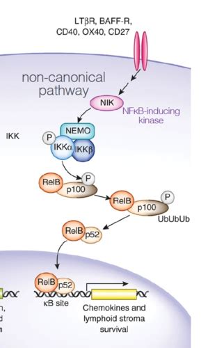Cell Signaling Vi Flashcards Quizlet